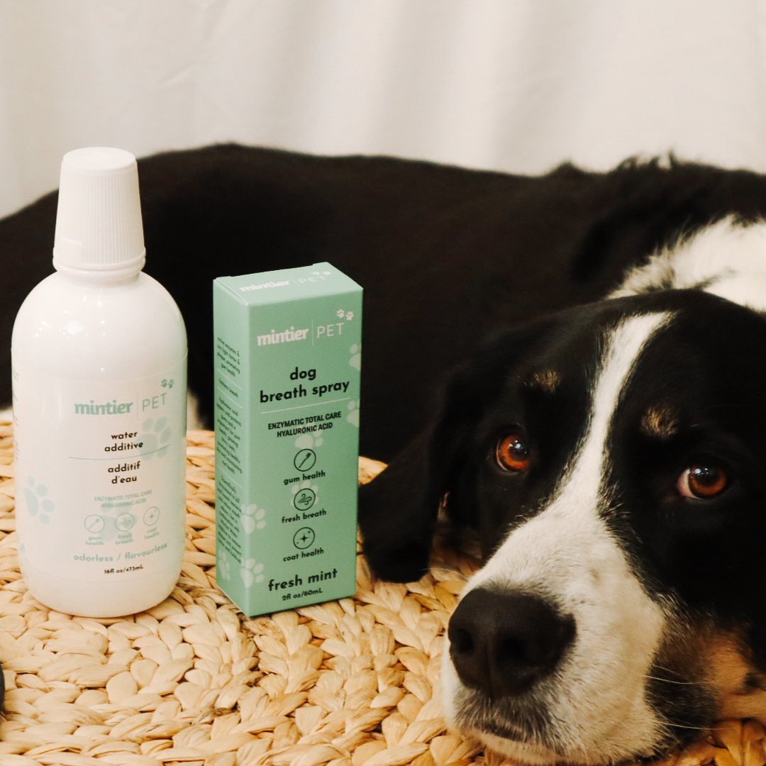 Pet Set (Save $10) – Mintier